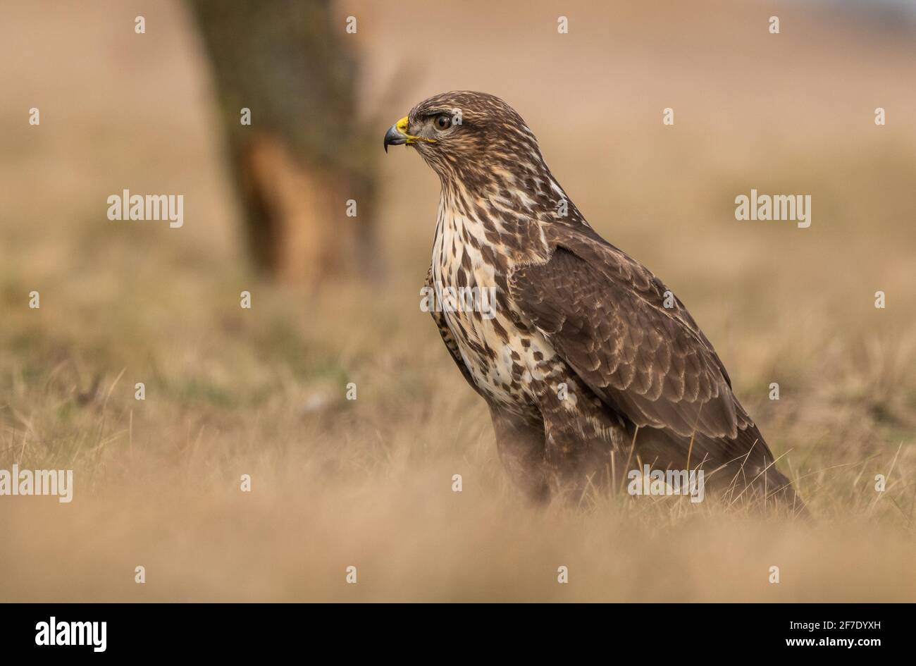 Buzzard on roof hi-res stock photography and images - Alamy