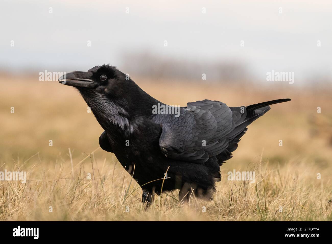 Black raven standing on a meadow alone Stock Photo - Alamy