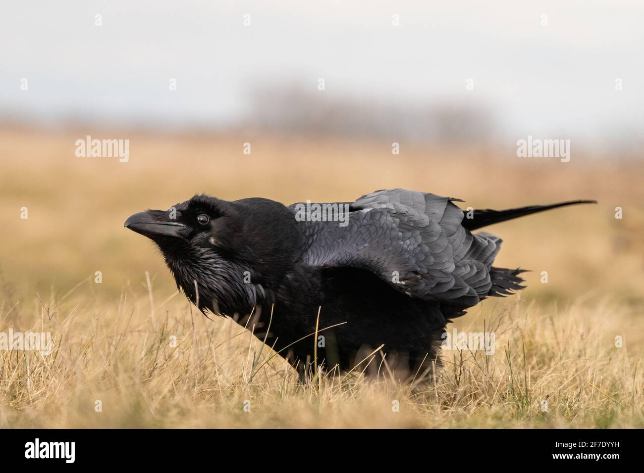 Black raven standing on a meadow alone Stock Photo - Alamy