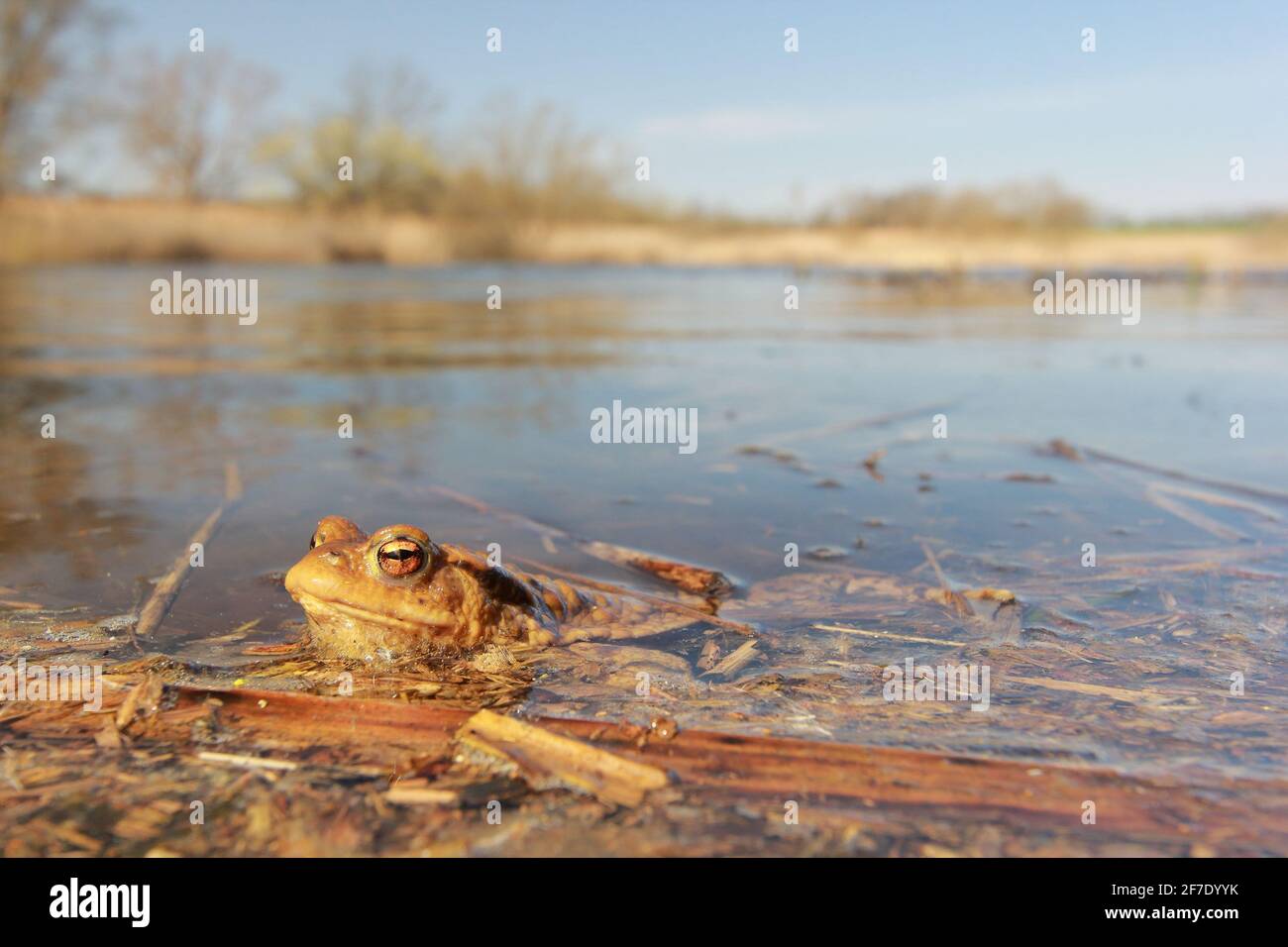 Common toad (Bufo bufo) swimming in natural habitat Stock Photo - Alamy