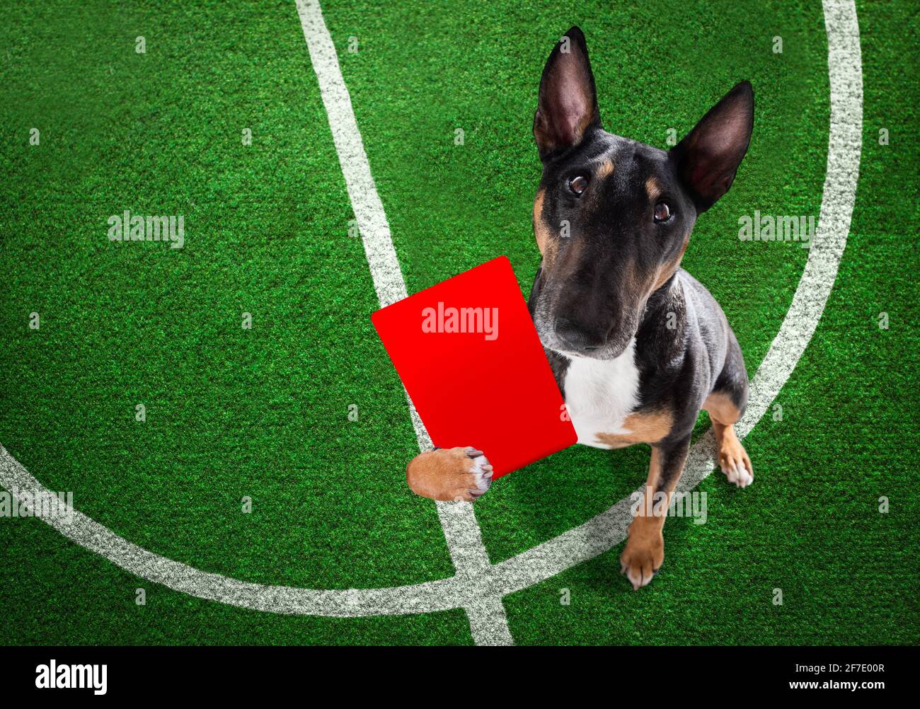 referee arbitrator umpire bull terrier showing red card, isolated on ...