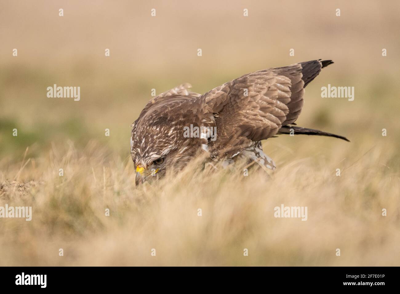 Buzzard on roof hi-res stock photography and images - Alamy