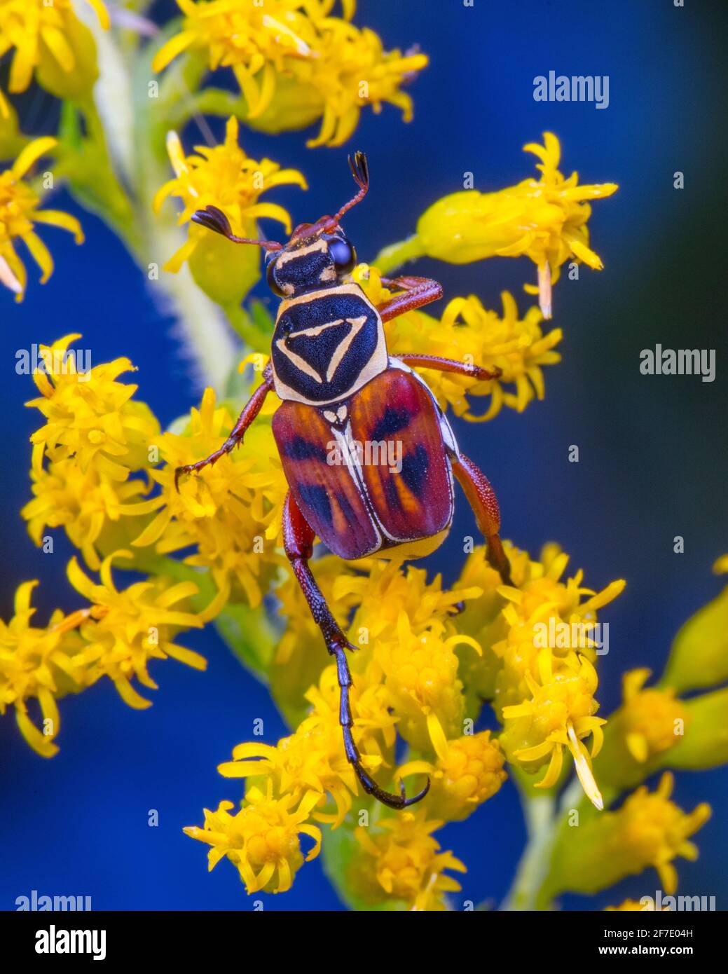 Delta flower scarab beetle hi-res stock photography and images - Alamy