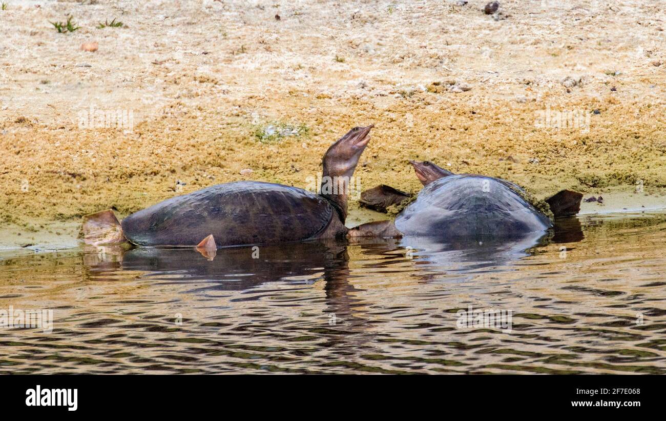 Softshell turtles hi-res stock photography and images - Alamy