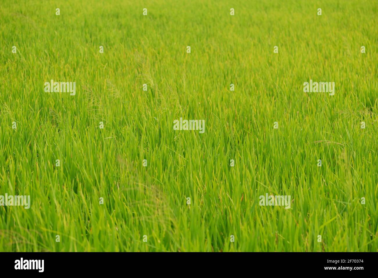 Rice production in kerala hi-res stock photography and images - Alamy
