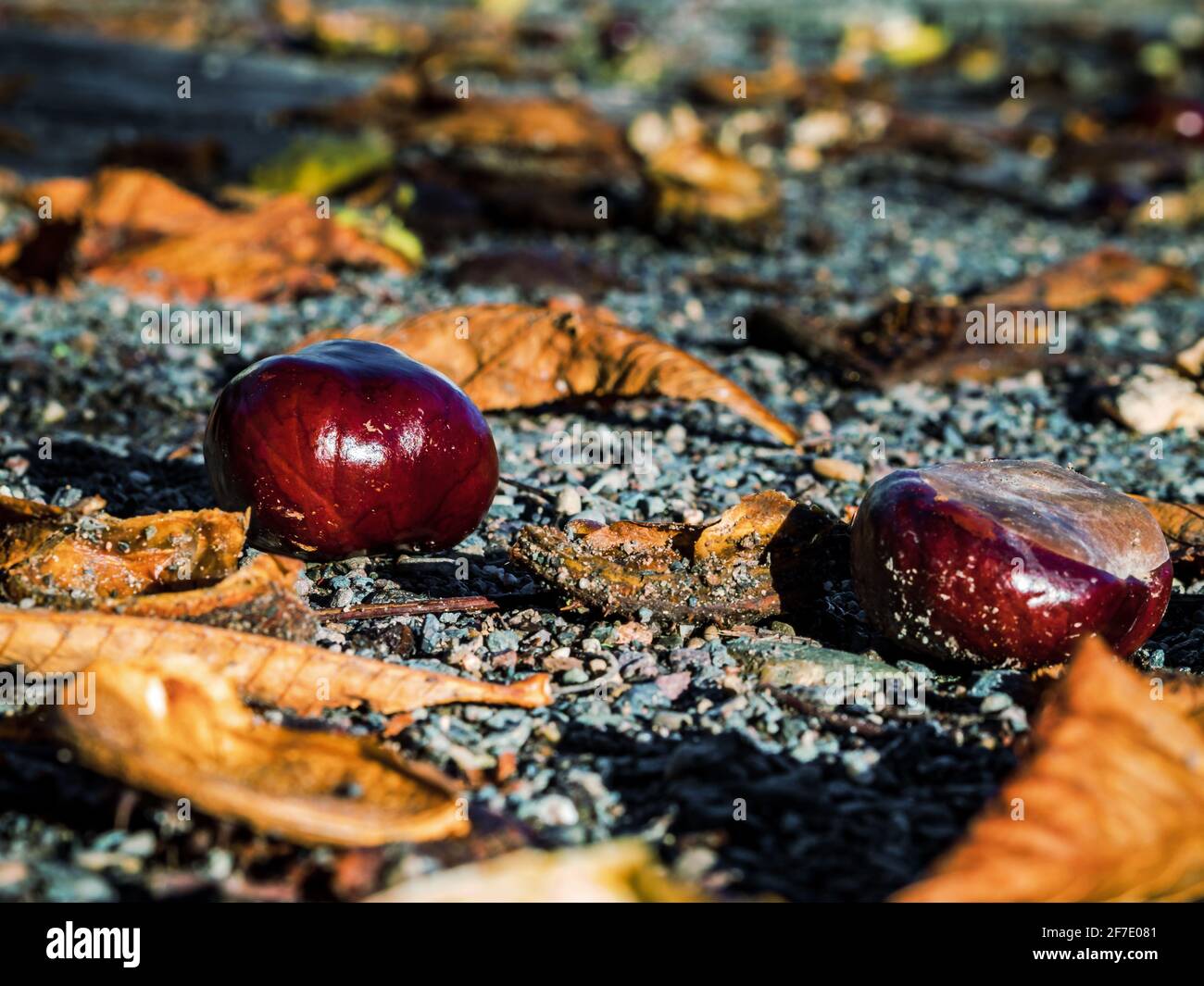 Ripe chestnuts that have fallen to the ground and split open. Bright ...