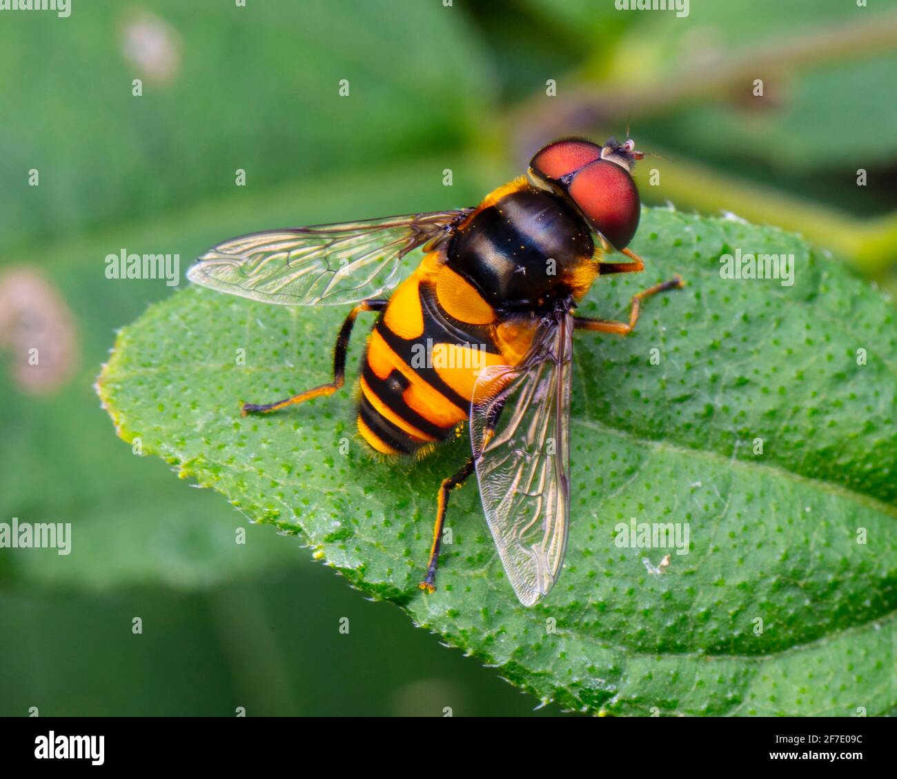 A hoverfly, Syrphidae, perched on a leaf Stock Photo - Alamy