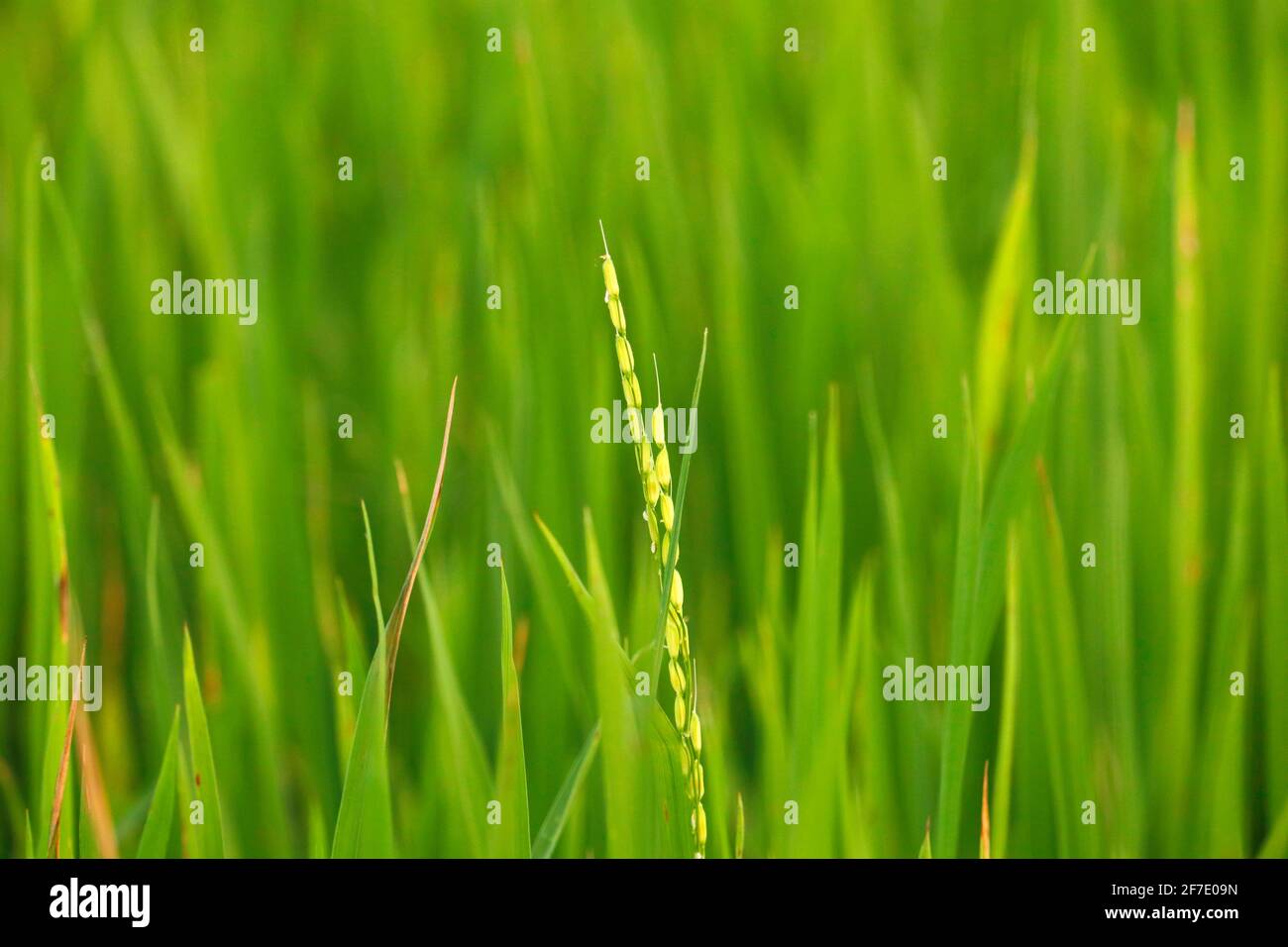 Paddy cultivation in kerala hi-res stock photography and images - Alamy