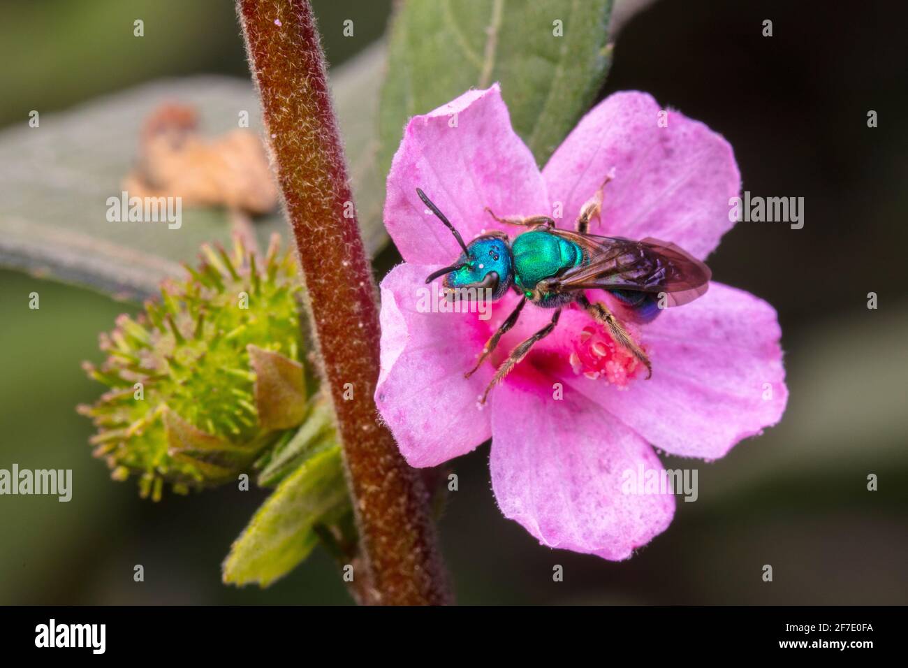 Sweat weed hi-res stock photography and images - Alamy