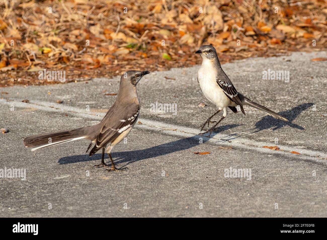 Male northern mockingbirds , Mimus polyglottos, square off on a ...