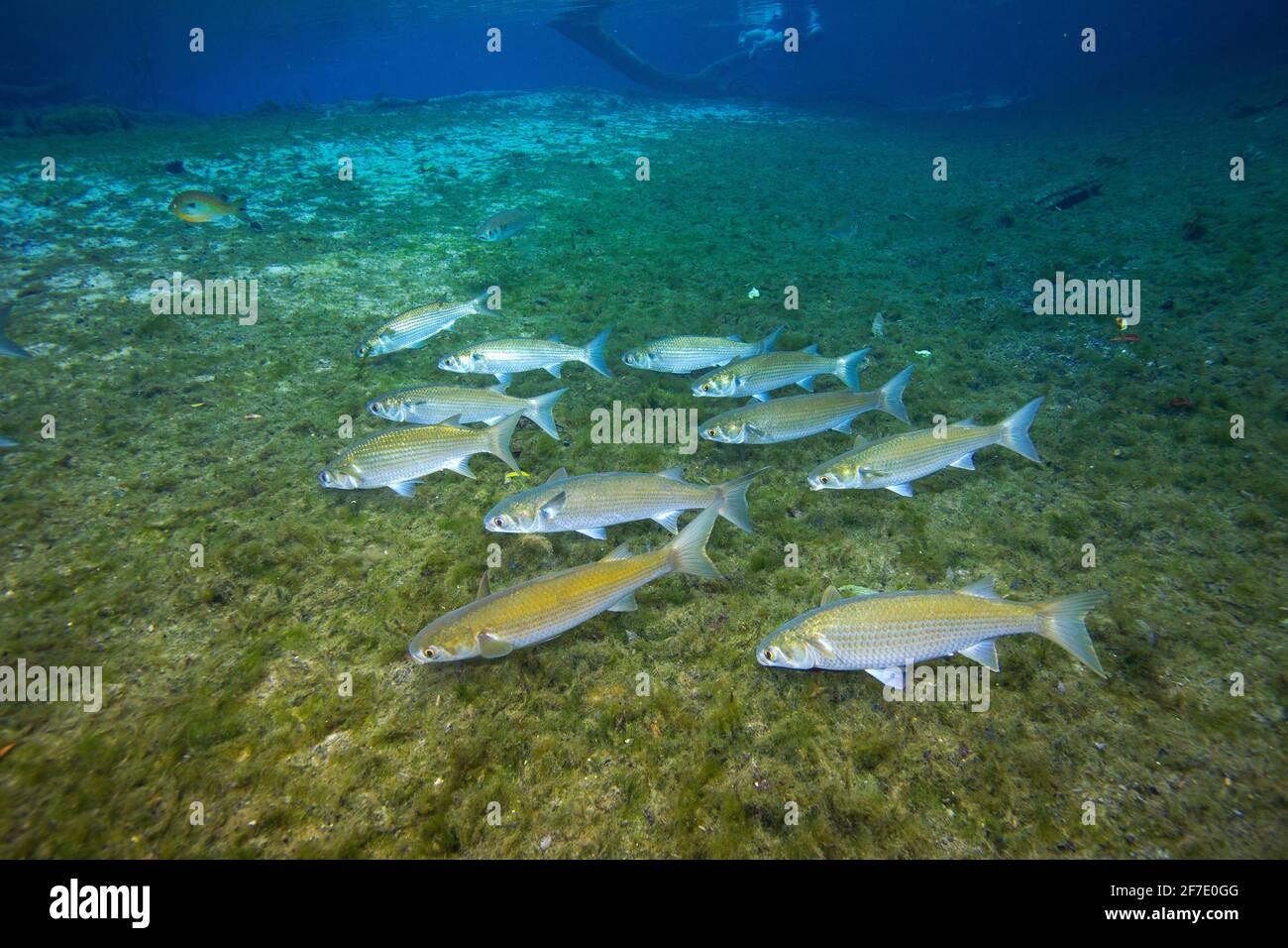 flathead grey mullet, Mugil cephalus, schooling in a clear spring Stock ...