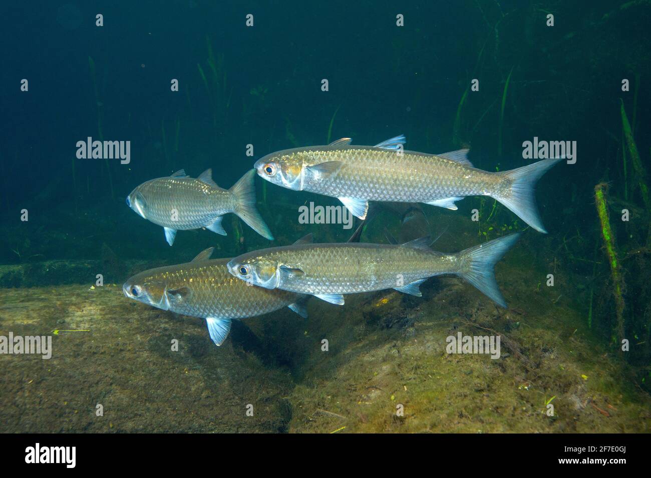 Flathead grey mullet mugil cephalus hi-res stock photography and images - Alamy