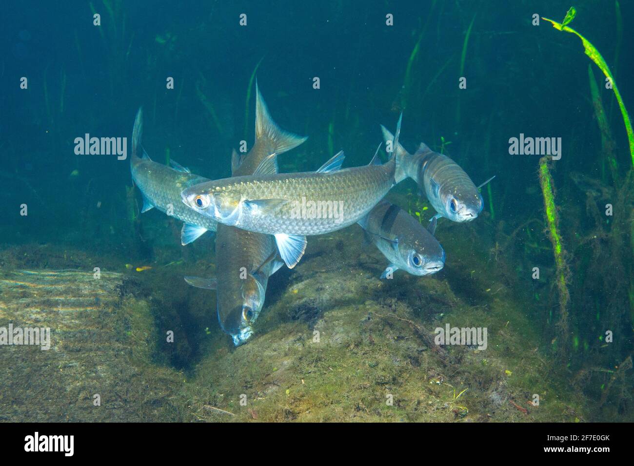 flathead grey mullet, Mugil cephalus, schooling in a clear spring Stock ...