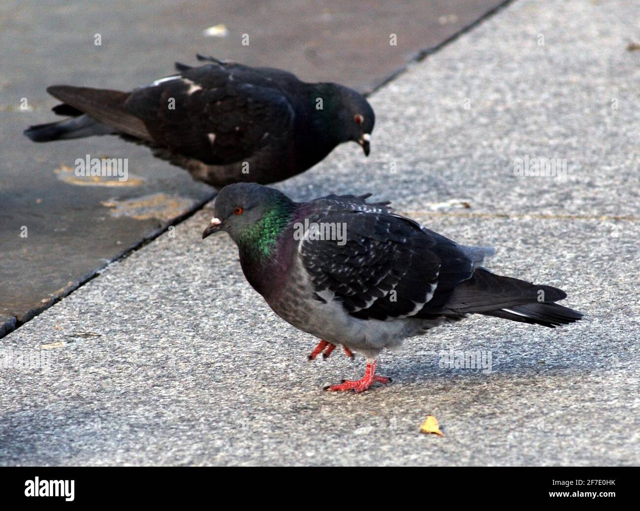 Sq pigeons hi-res stock photography and images - Alamy