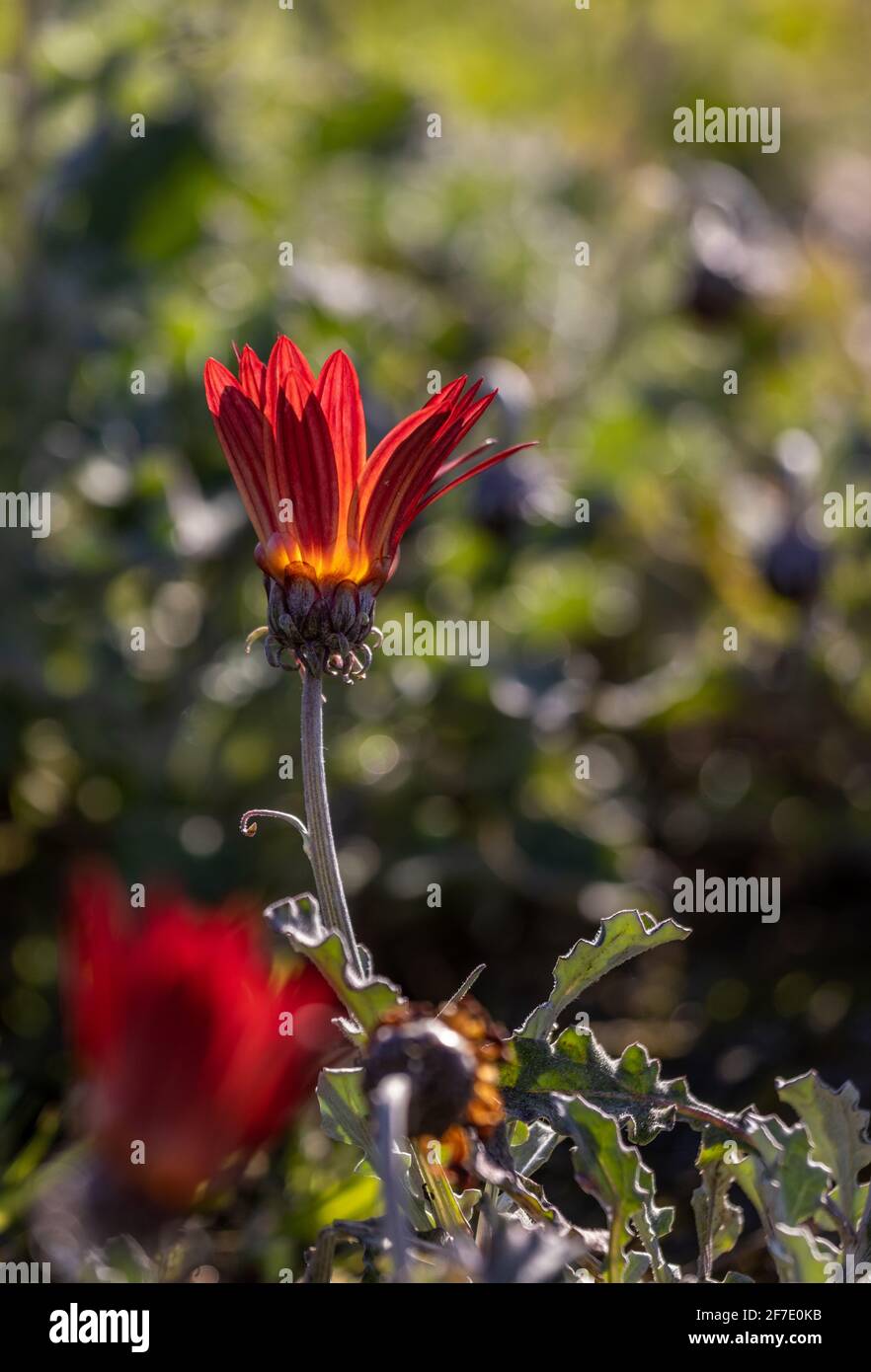 Red flower in field hi-res stock photography and images - Alamy