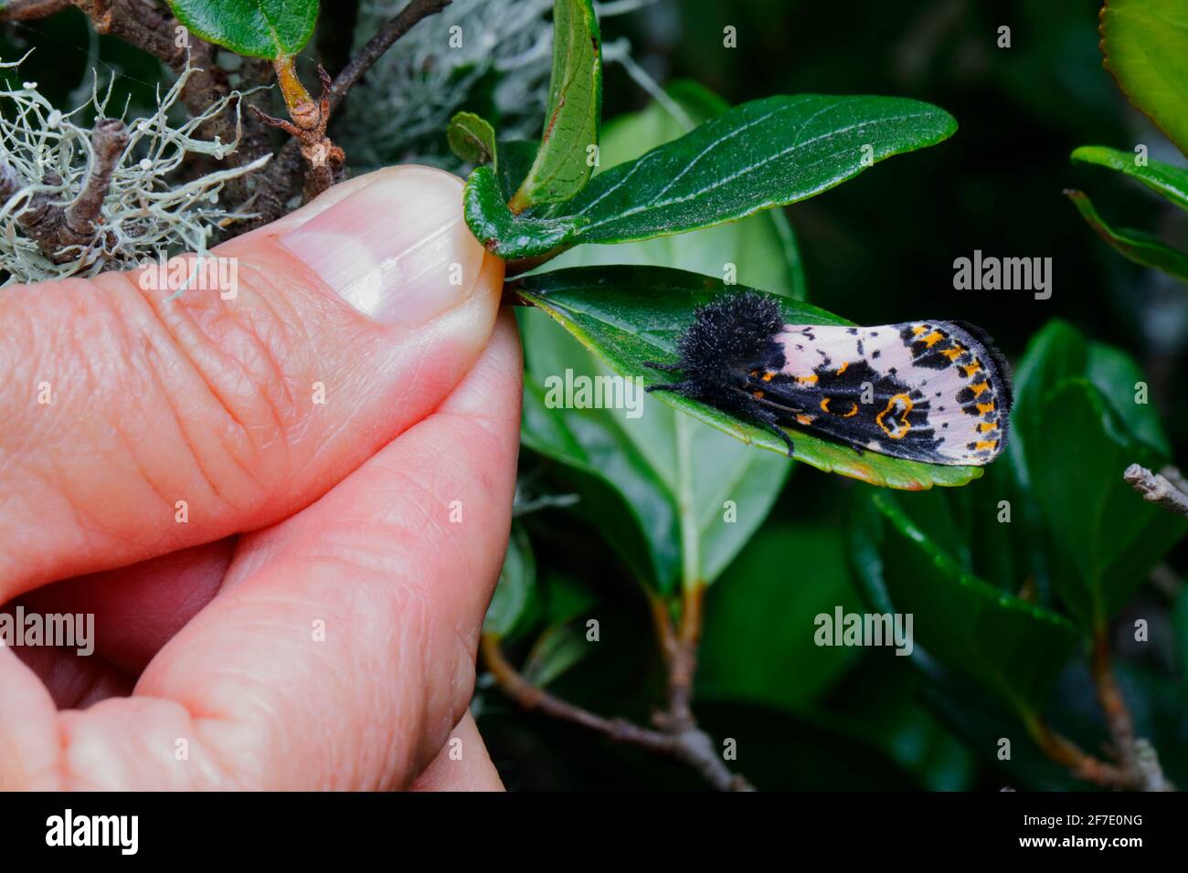 A Spanish Moth, Xanthopastis timais, at rest on a plant leaf Stock ...