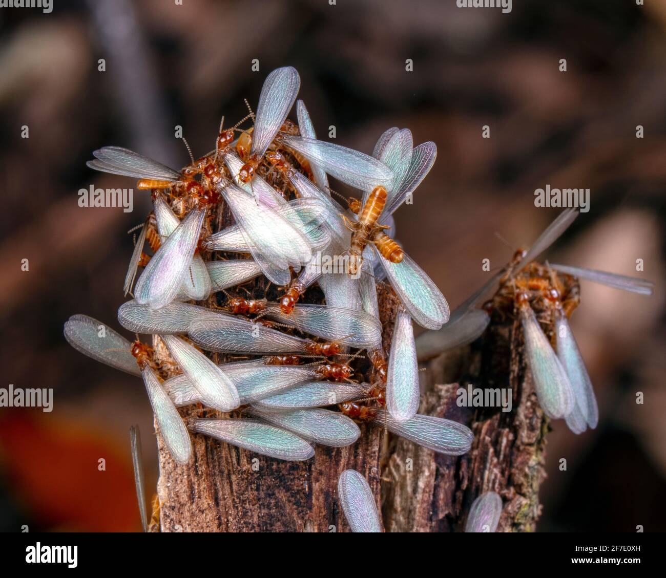 Swarms of winged breeding stage light subterranean termites hi-res ...