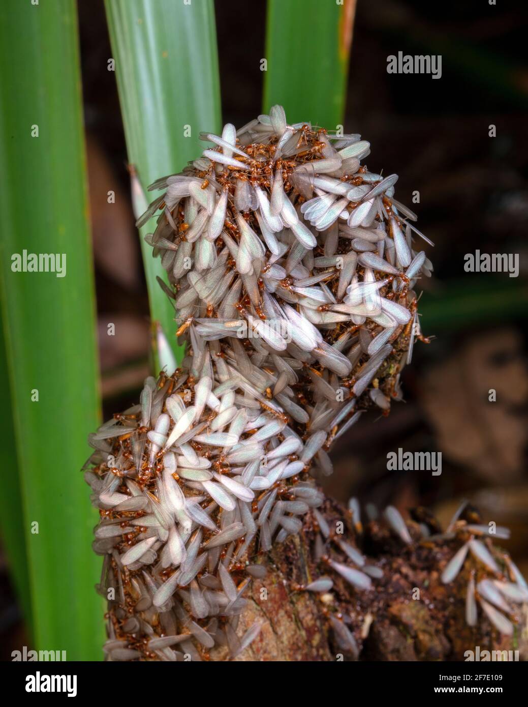 Swarms of winged breeding stage light subterranean termites ...