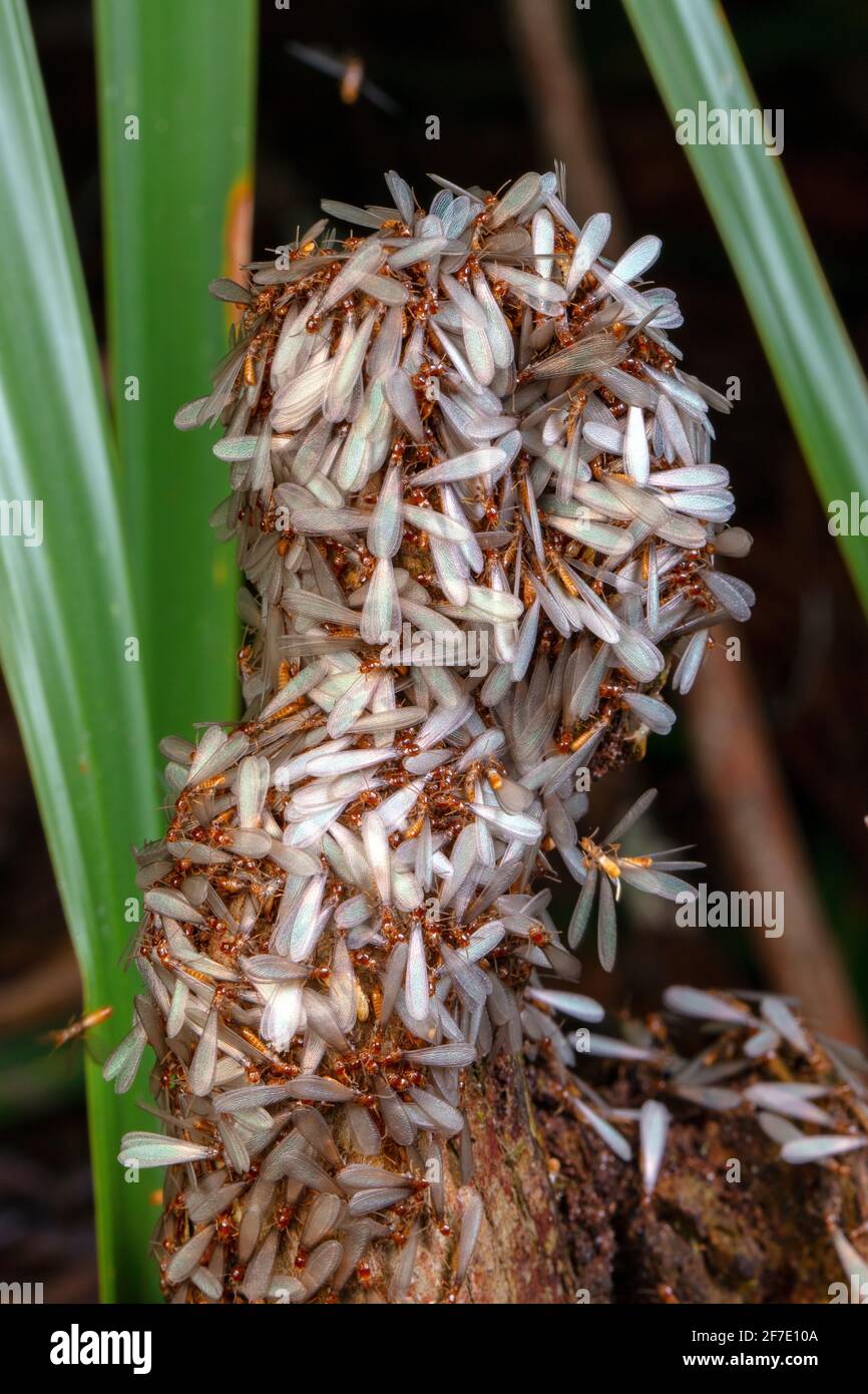 Swarms of winged breeding stage light subterranean termites ...