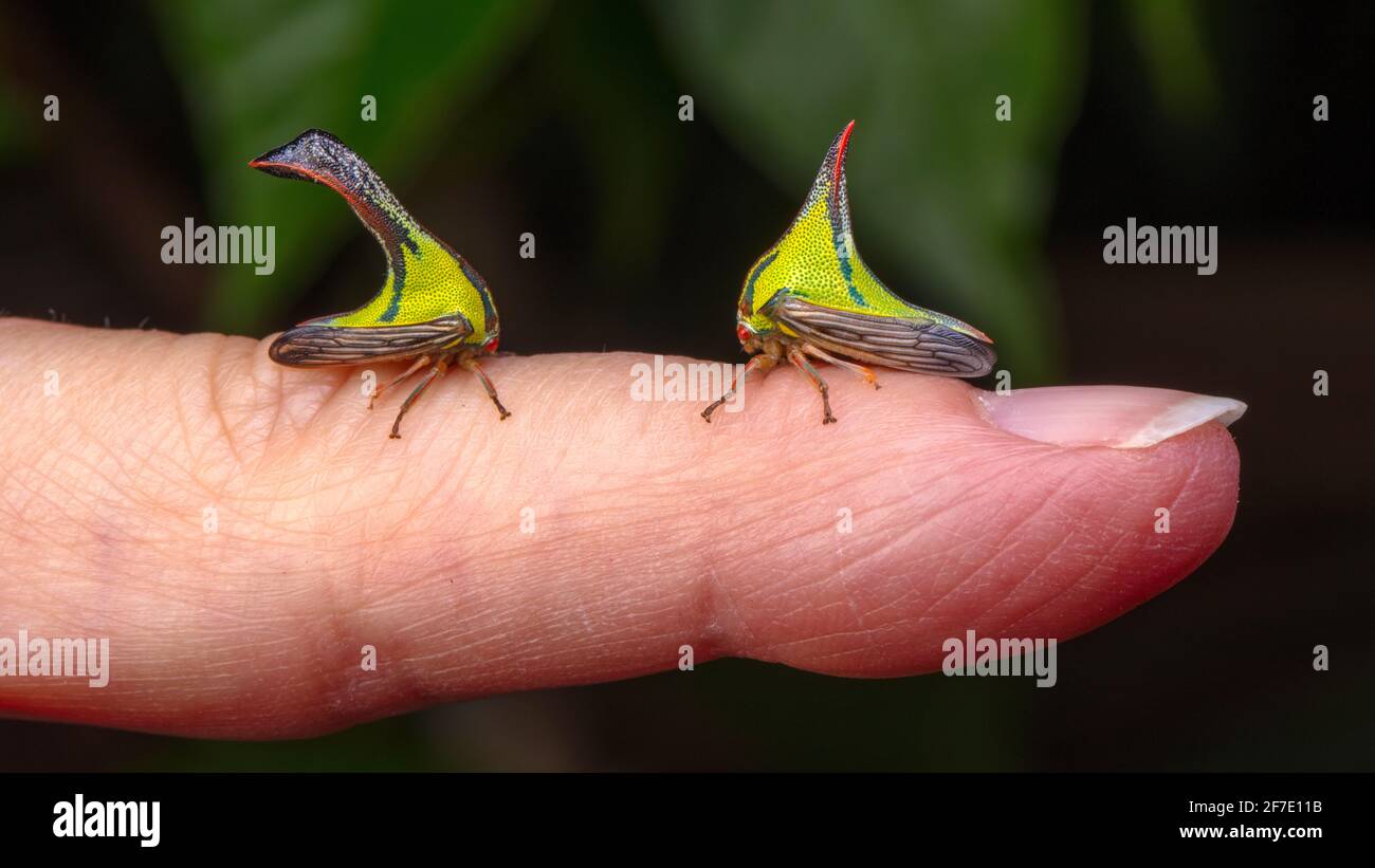 Thorn Treehoppers, Umbonia crassicornis, on an adult human index finger ...