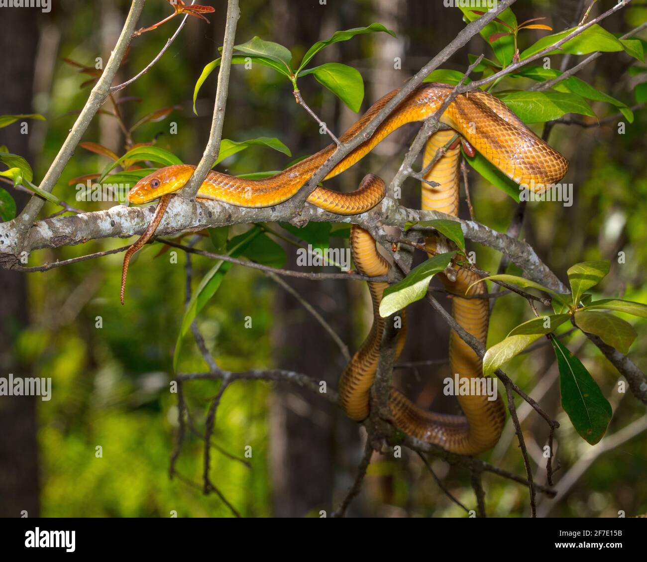 A yellow eastern rat snake, Pantherophis alleghaniensis, forages in a ...