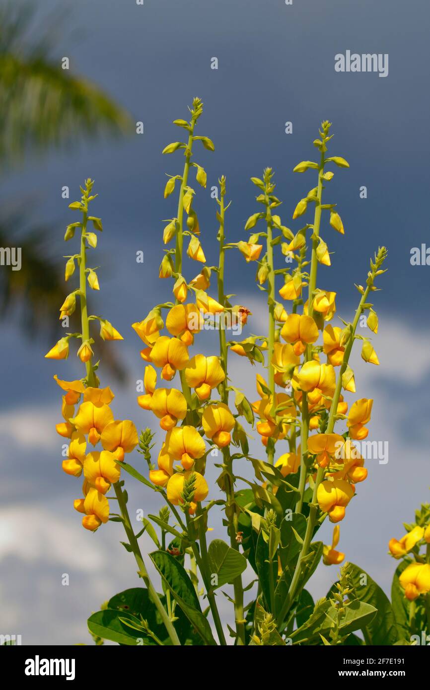 Crotalaria Spectabilis