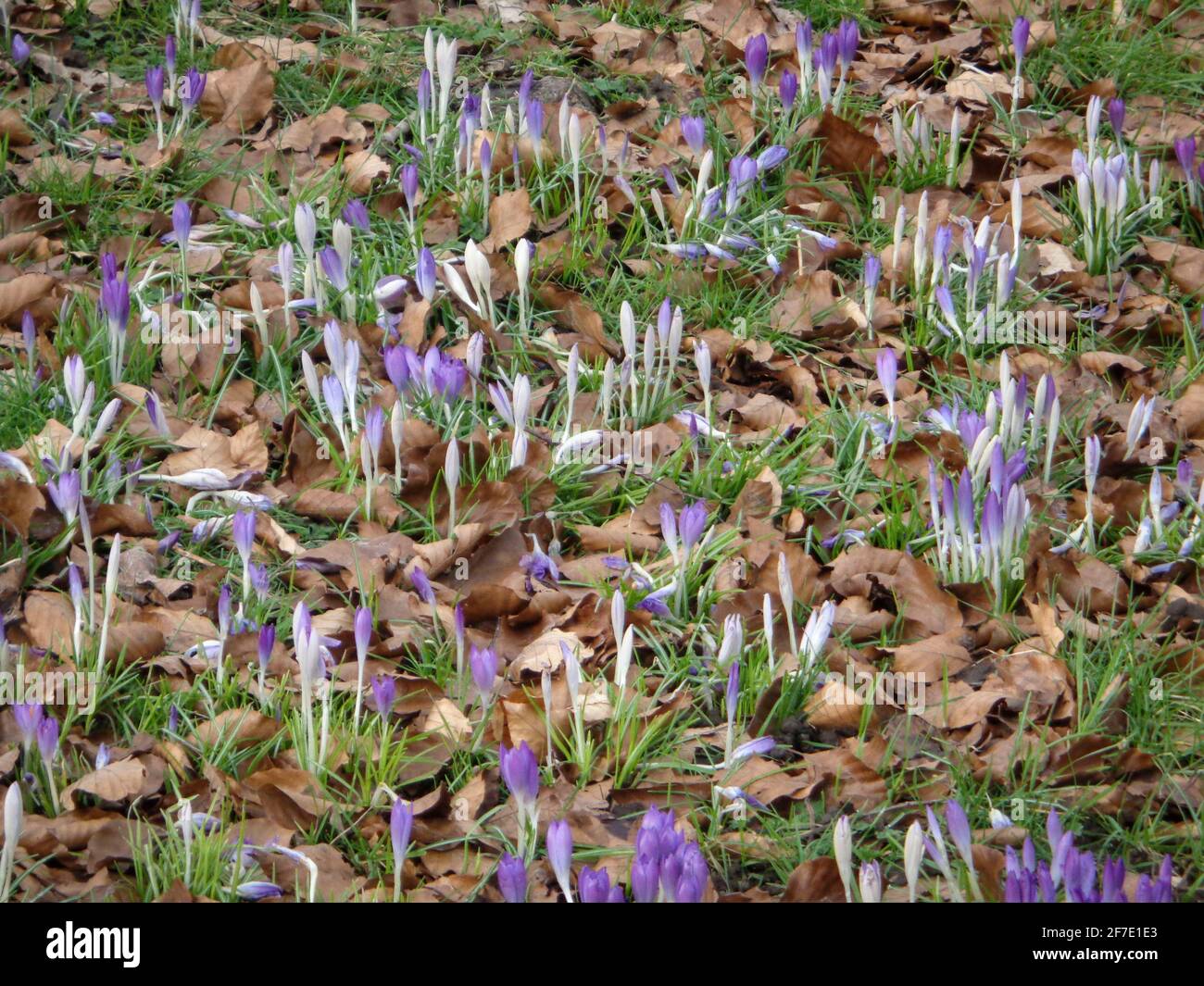 Crocus growing wild under an open woodland canopy, natural plant ...