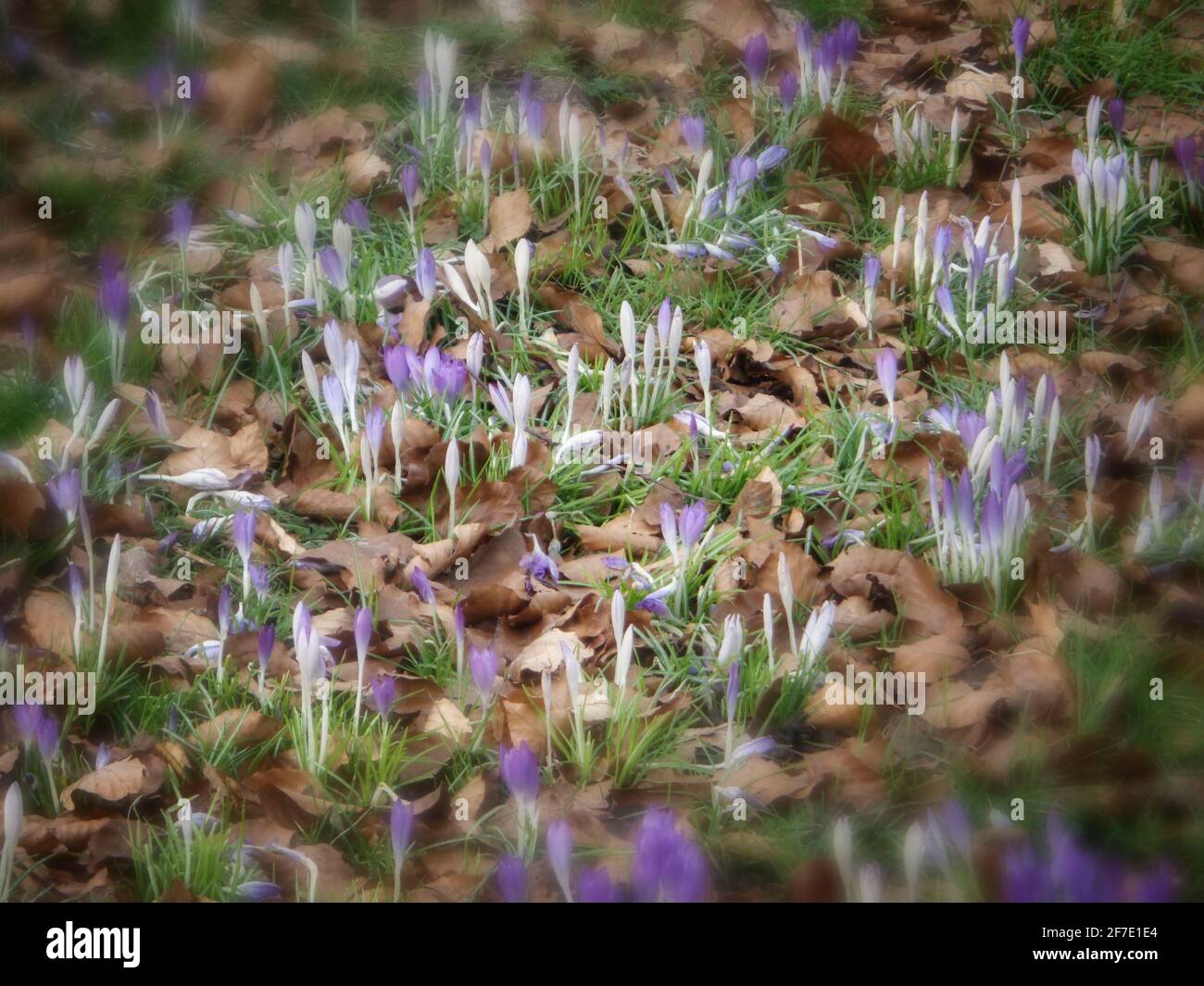 Crocus growing wild under an open woodland canopy, natural plant ...