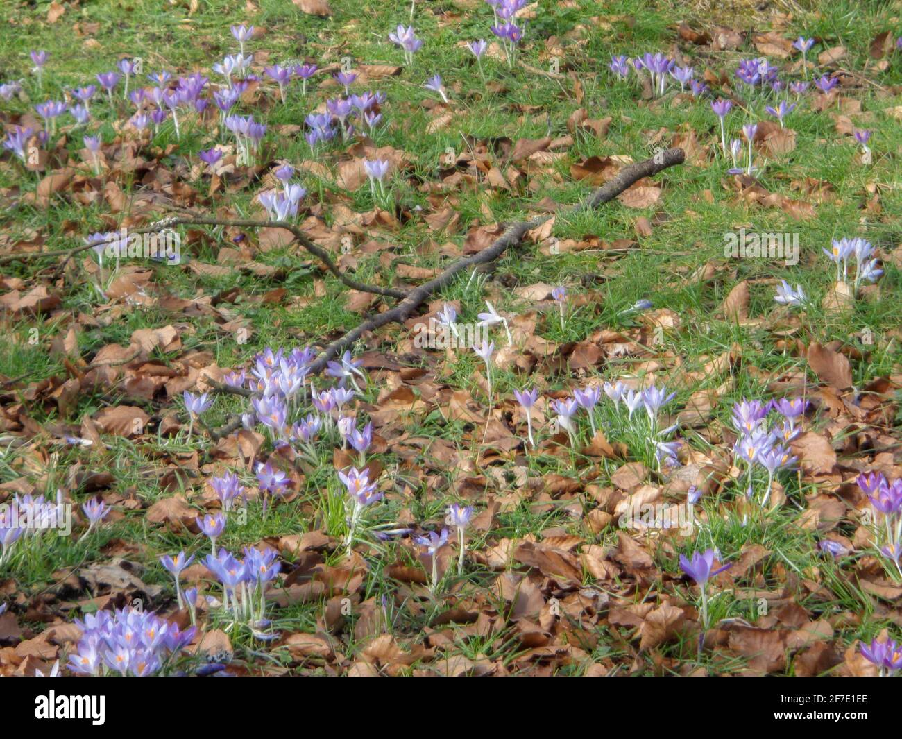 Crocus growing wild under an open woodland canopy, natural plant ...