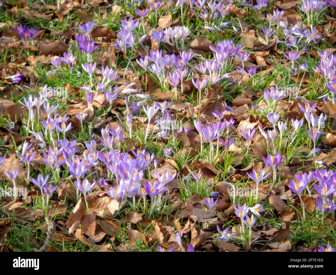 Crocus growing wild under an open woodland canopy, natural plant ...