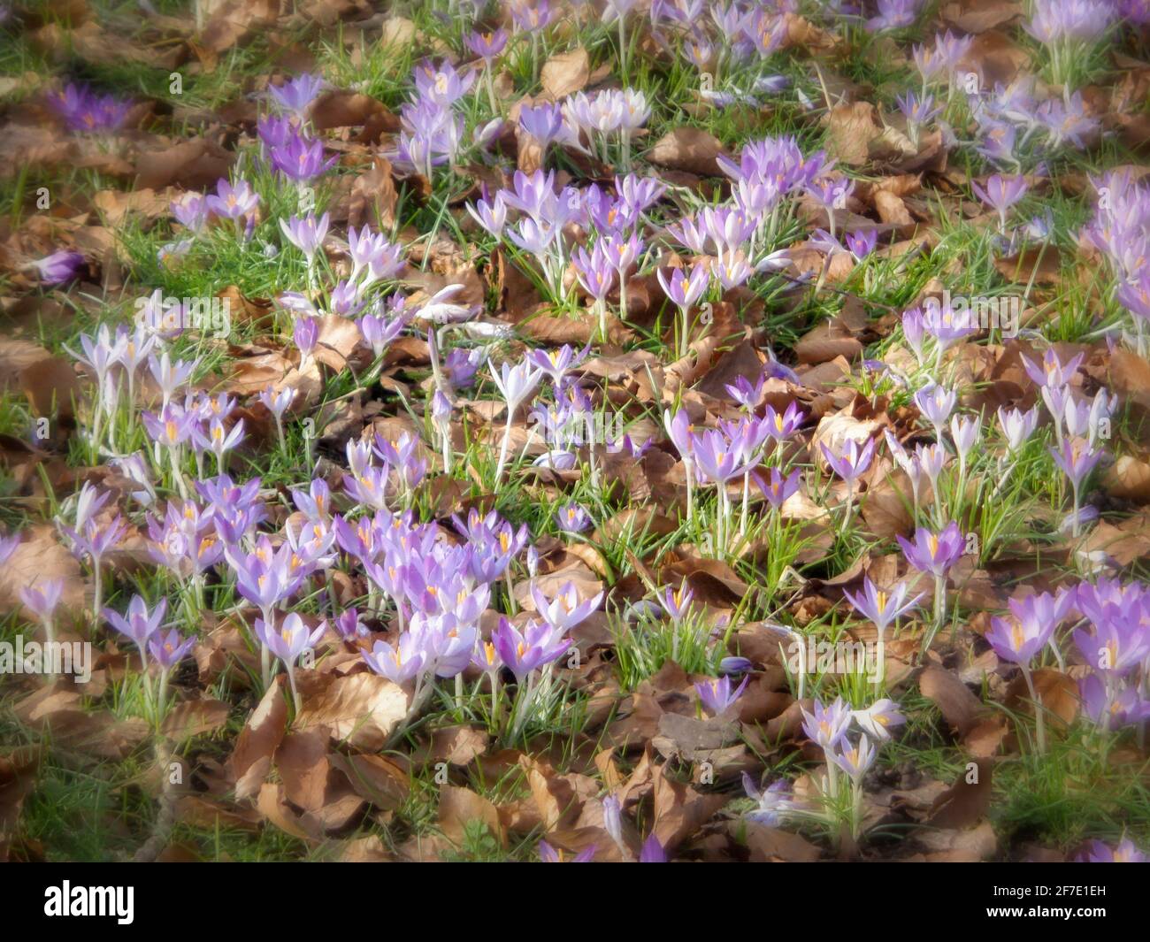 Crocus growing wild under an open woodland canopy, natural plant ...