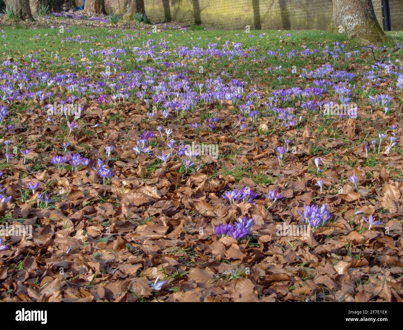 Crocus growing wild under an open woodland canopy, natural plant ...
