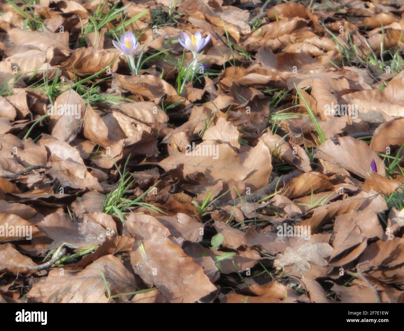 Crocus growing wild under an open woodland canopy, natural plant ...