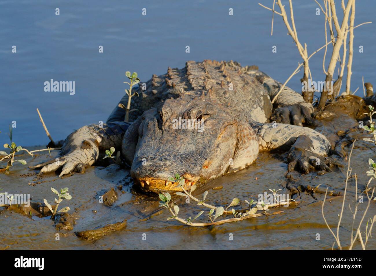 An American alligator basking on a mud flat Stock Photo - Alamy