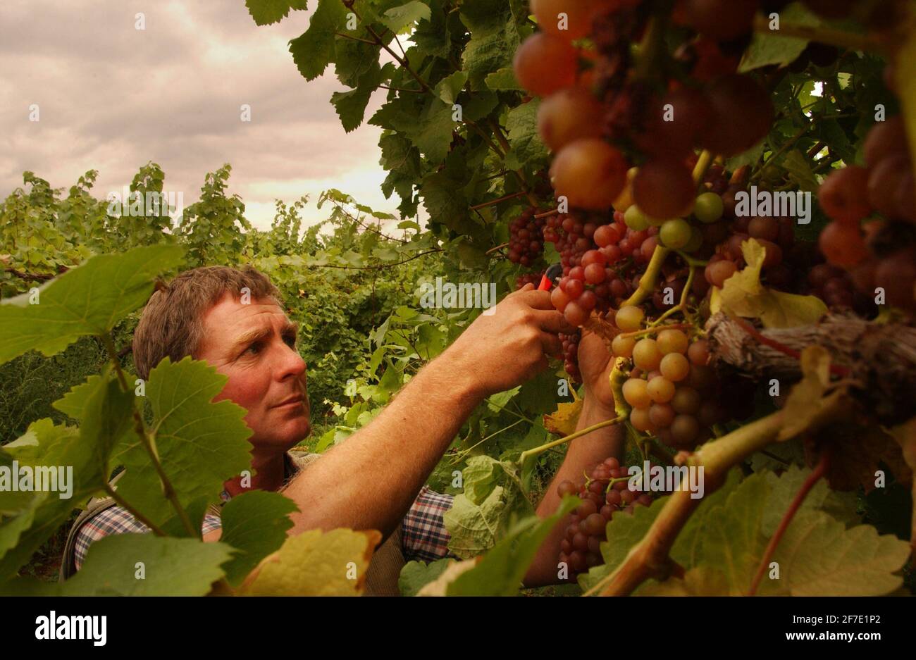 MIKE GARFIELD WORKS ON THE HARVEST AT THE THREE CHOIRS VINEYARD IN ...