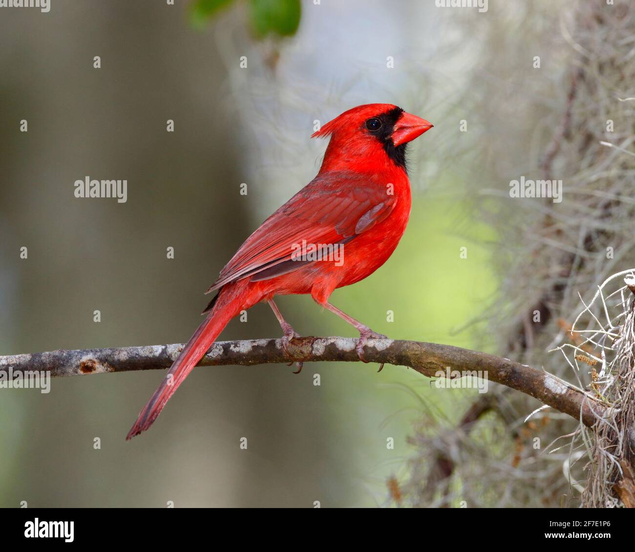 A northern cardinal, Cardinalis cardinalis, perched in a tree with ...
