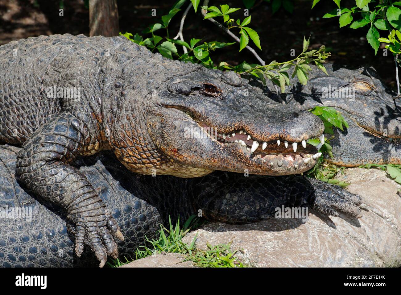 An American alligator smiling Stock Photo - Alamy