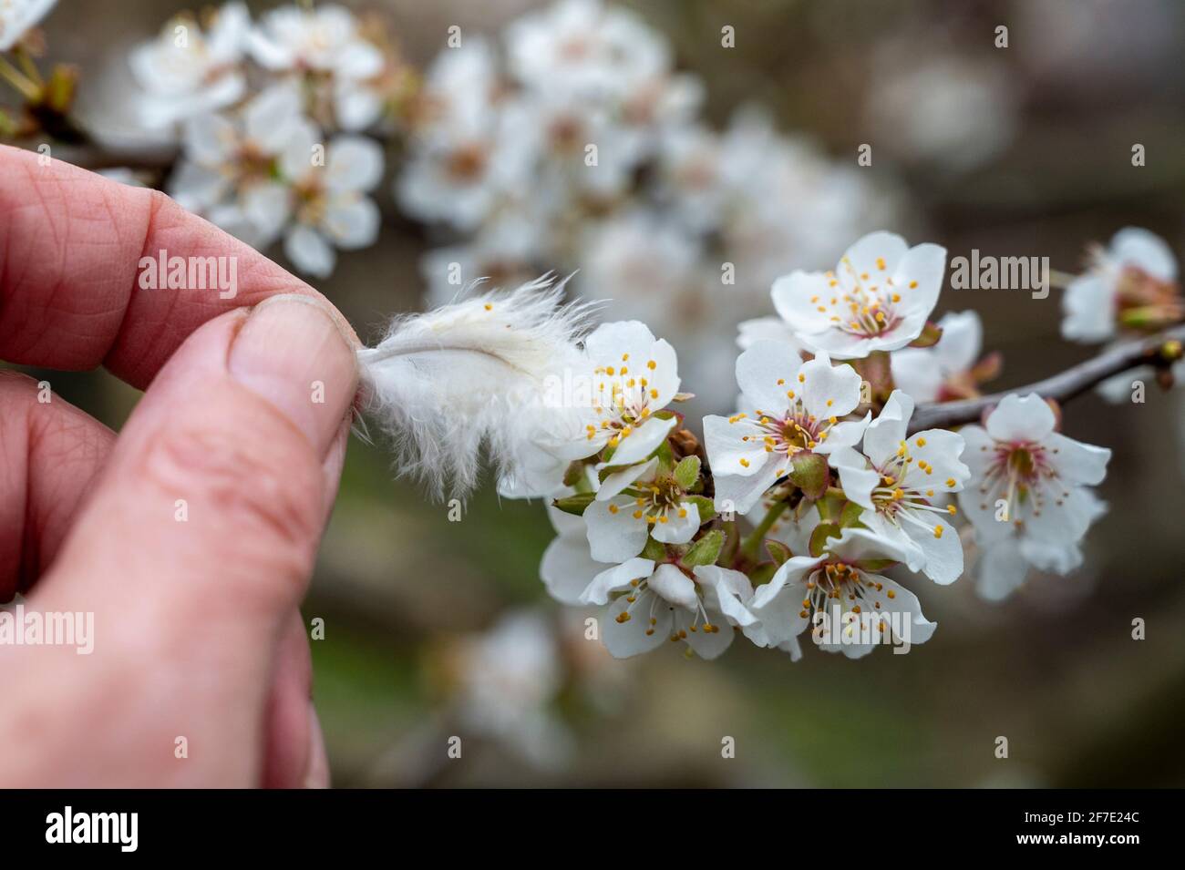 Hand pollination hi-res stock photography and images - Alamy