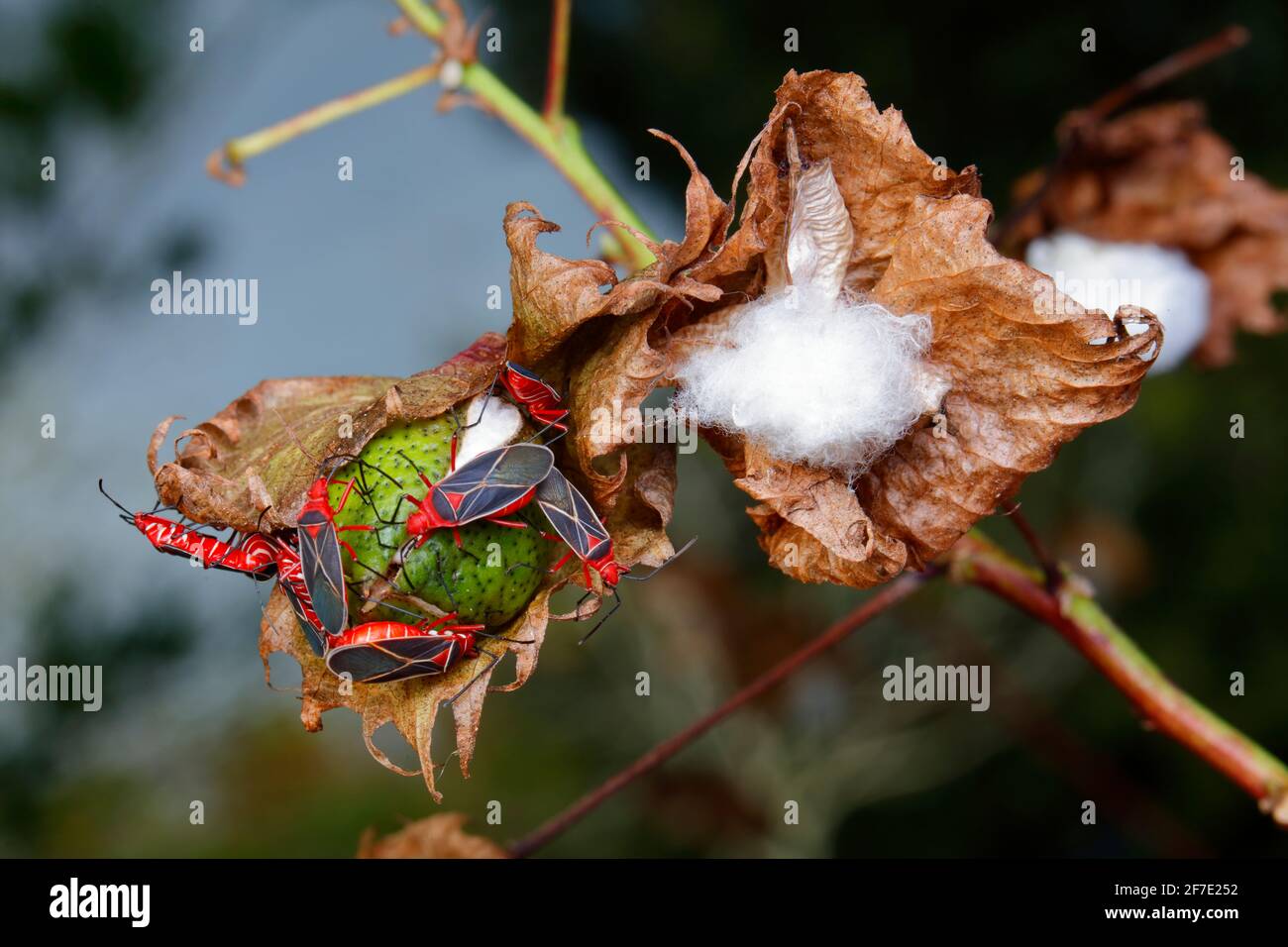 Cotton Stainers Mating High Resolution Stock Photography and Images - Alamy