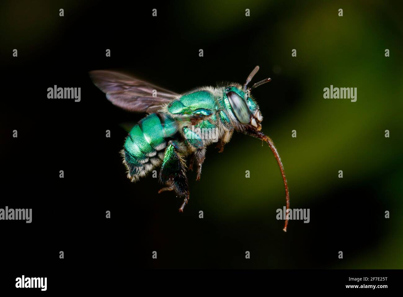 An orchid bee, Euglossa dilemma, flying with tongue extended Stock ...