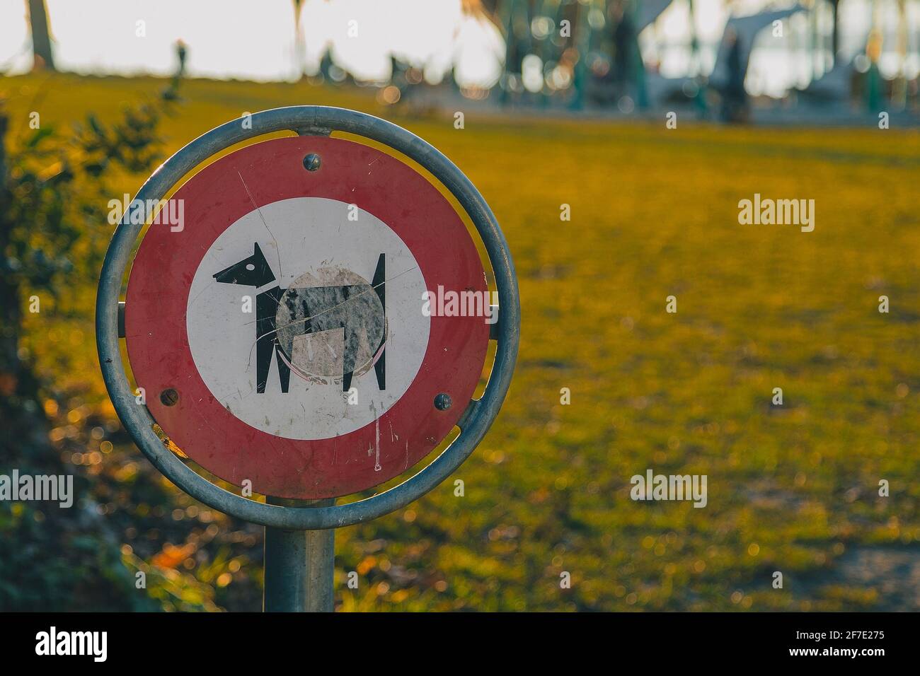 Sign for dogs being prohibited to enter the lawyn. Forbidden for dogs ...