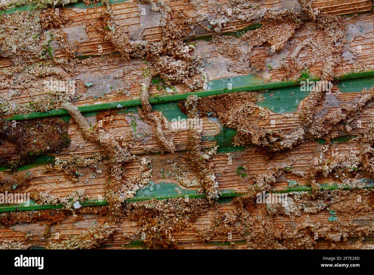 The palm leaf skeletonizer, Homaledra sabalella, caterpillar damage ...