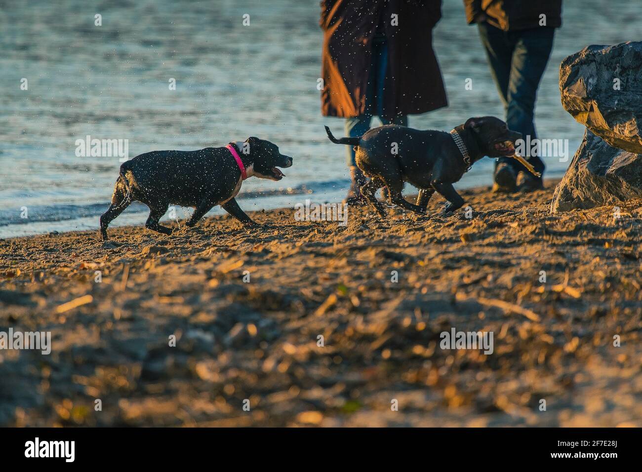 Cute small dogs playing on the beach with sand splashing around. One of ...