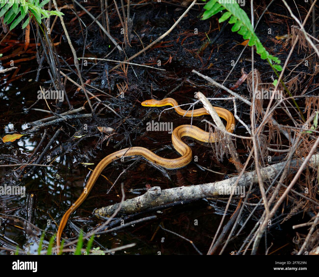 A yellow eastern rat snake, Pantherophis alleghaniensis, forages in a ...