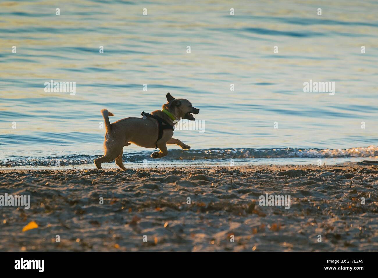 Cute small dog playing on the beach with sand splashing around. Side ...
