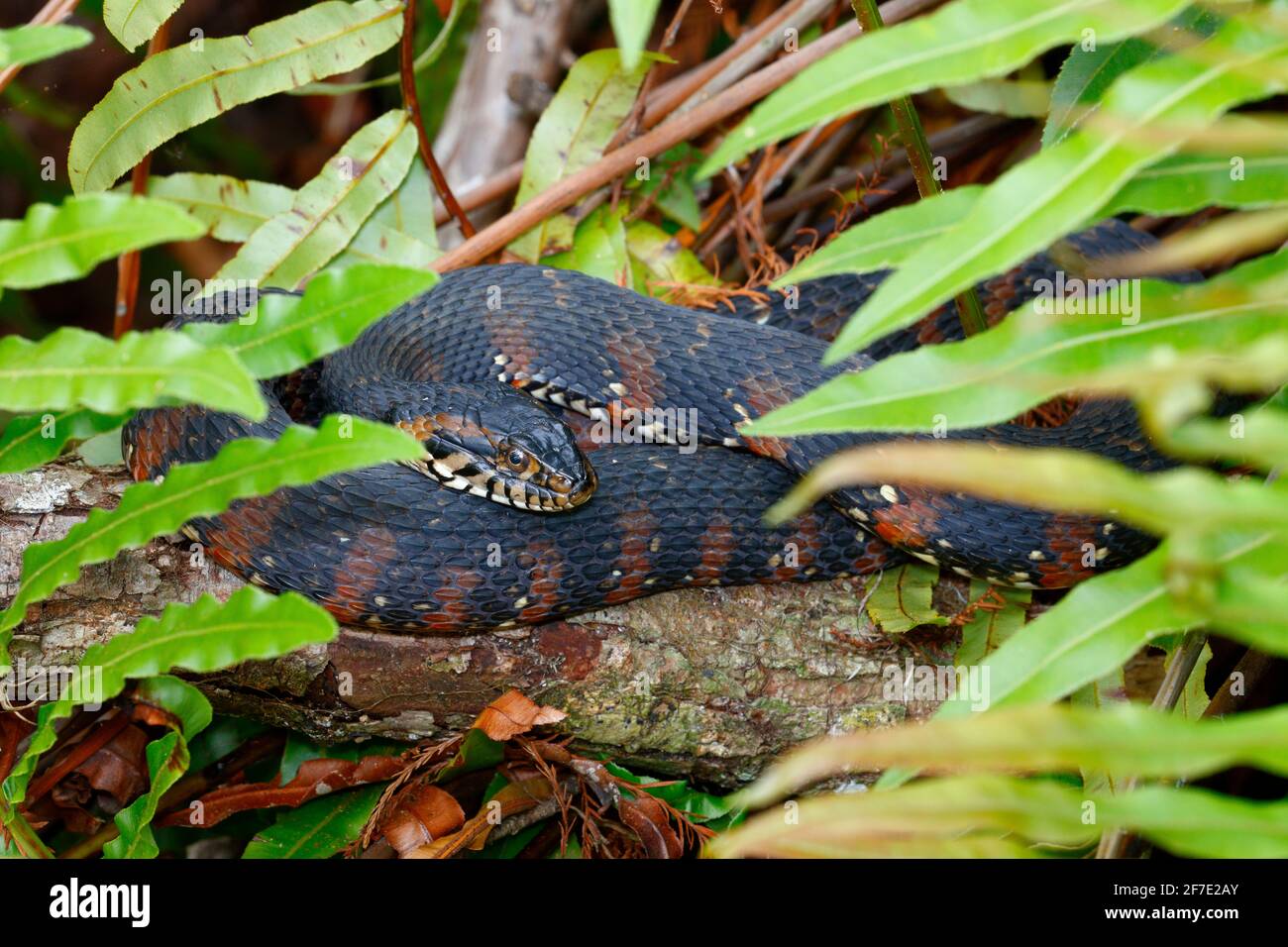 a Florida banded water snake, Nerodia fasciata pictiventris, foraging ...