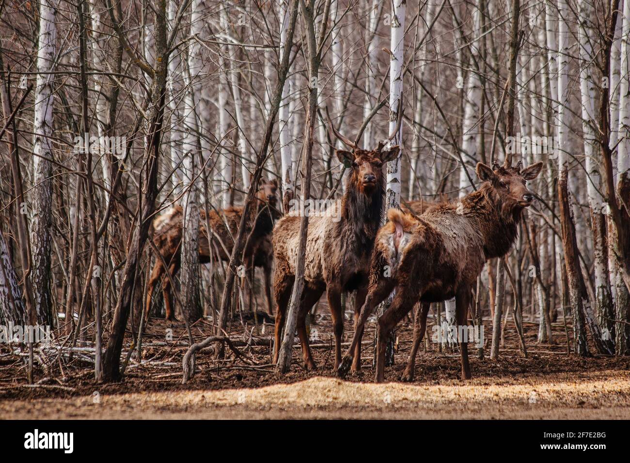 Maral deers in the forest, close up view Stock Photo - Alamy