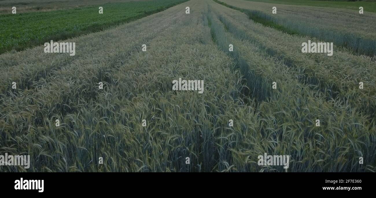 Overview of golden rye in the vast field at a farm. Farm culture in the ...