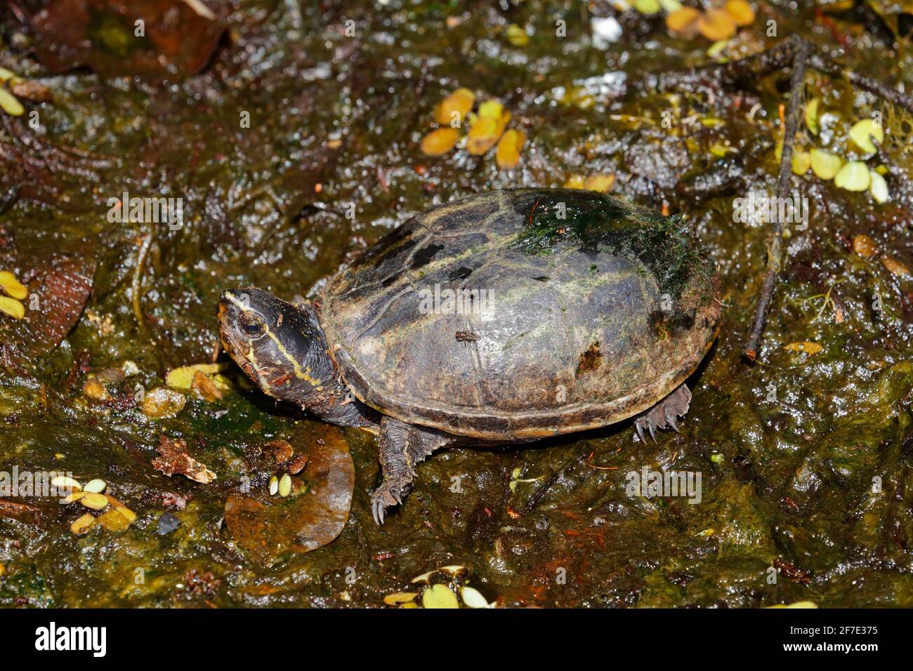 A striped mud turtle, Kinosternon baurii, basking in a swamp Stock Photo - Alamy