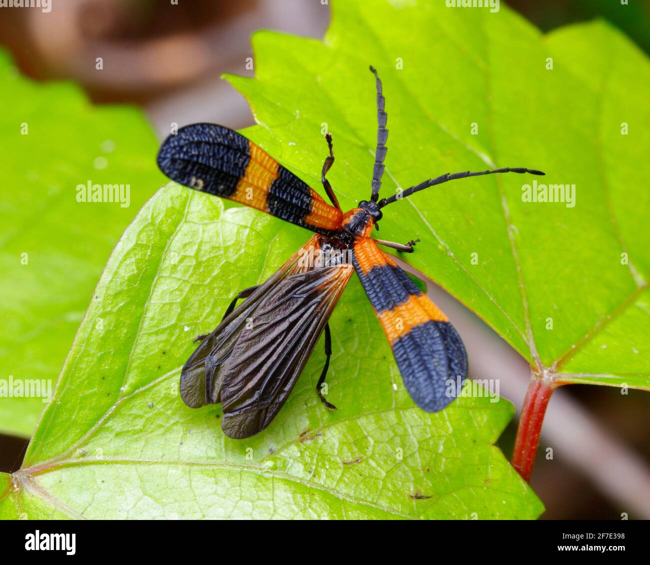 Net wing beetle hi-res stock photography and images - Alamy